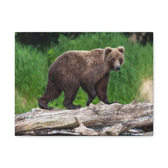 Express Your Love Gifts | Art | Brown Bear Hunting Brown Bear On Hunt ...